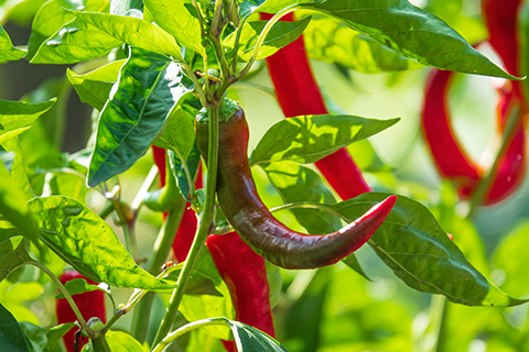 Feferoni - pekoči ali sladki | Spletna prodaja Kalia