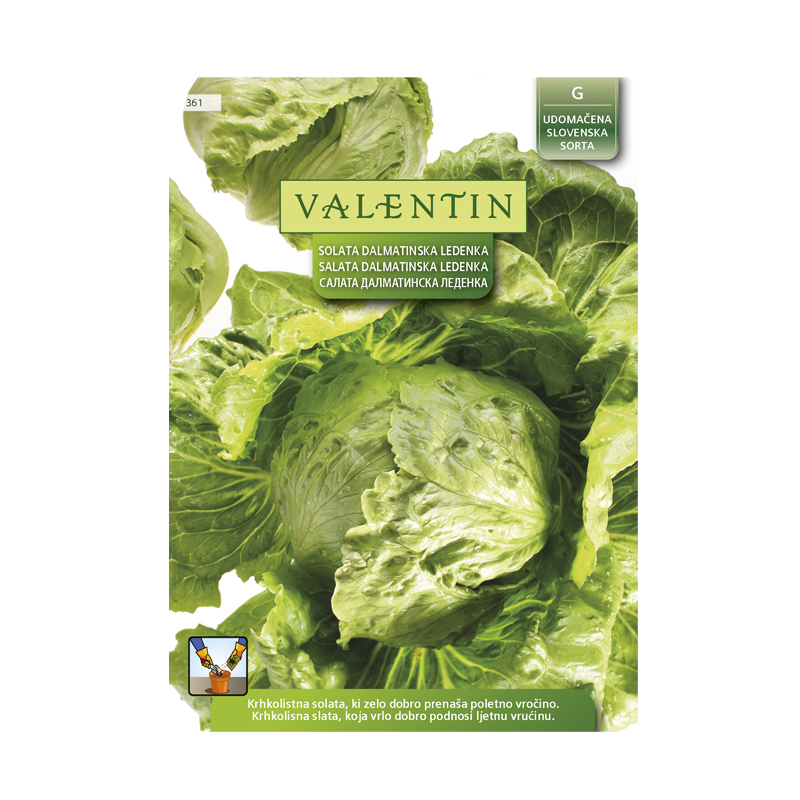 VALENTIN 361 SOLATA DALMATINSKA LEDENKA | Spletna prodaja Kalia